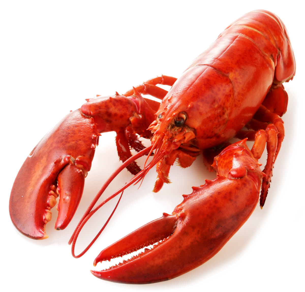 400 g Hummer ganz gekocht im Salzwasser | Fisch - Seafood | comestibles.ch