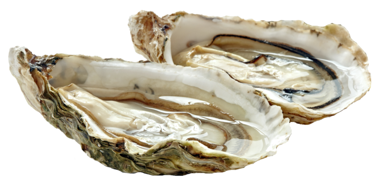 Korb 12 Stk Austern Creuse Zeeland Nr. II | Fisch - Seafood ...