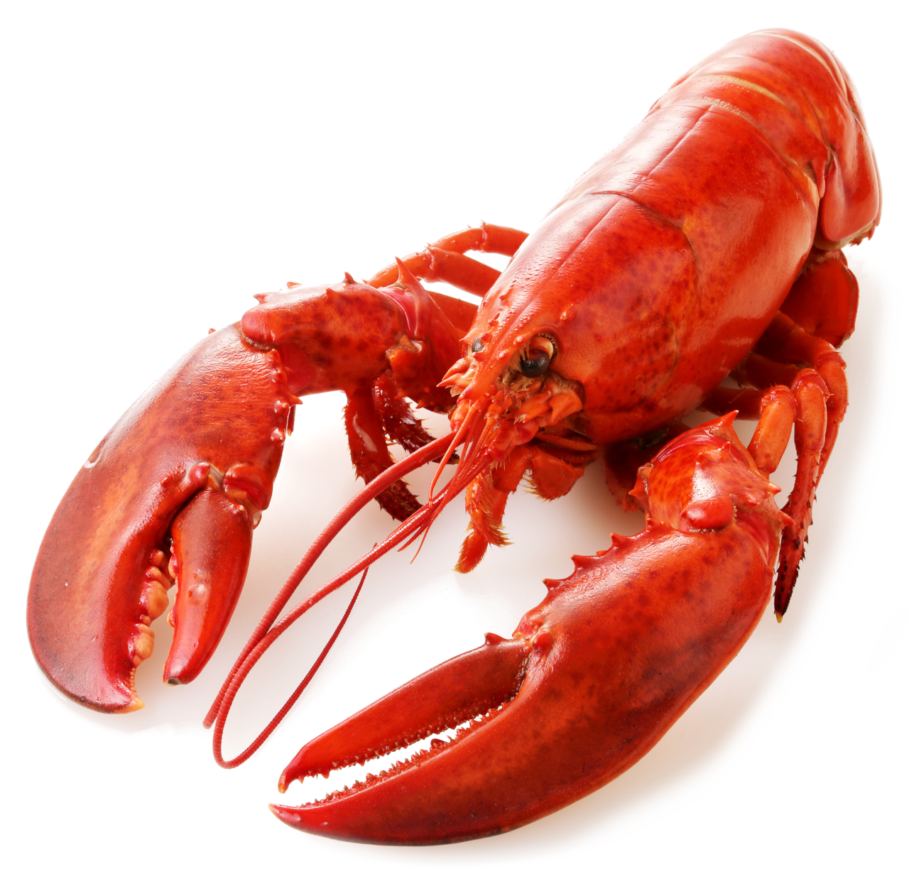 Hummer ganz gekocht (Inhalt 400 g) | Fisch - Seafood | comestibles.ch